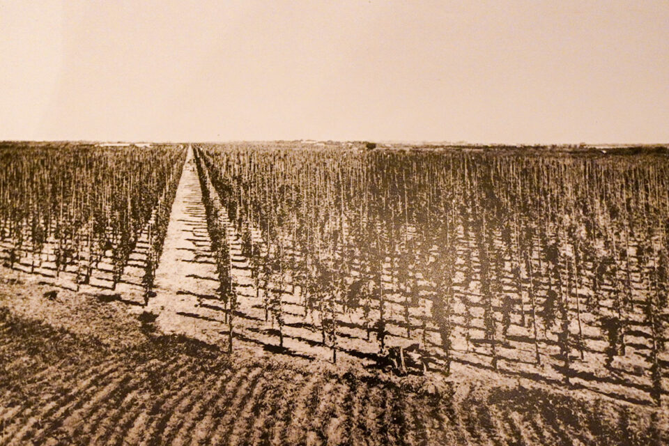 一杯のビールは畑から生まれる。上富良野で『サッポロ クラシック』の故郷を訪ねた【北海道取材#3】 – Syupo [シュポ]