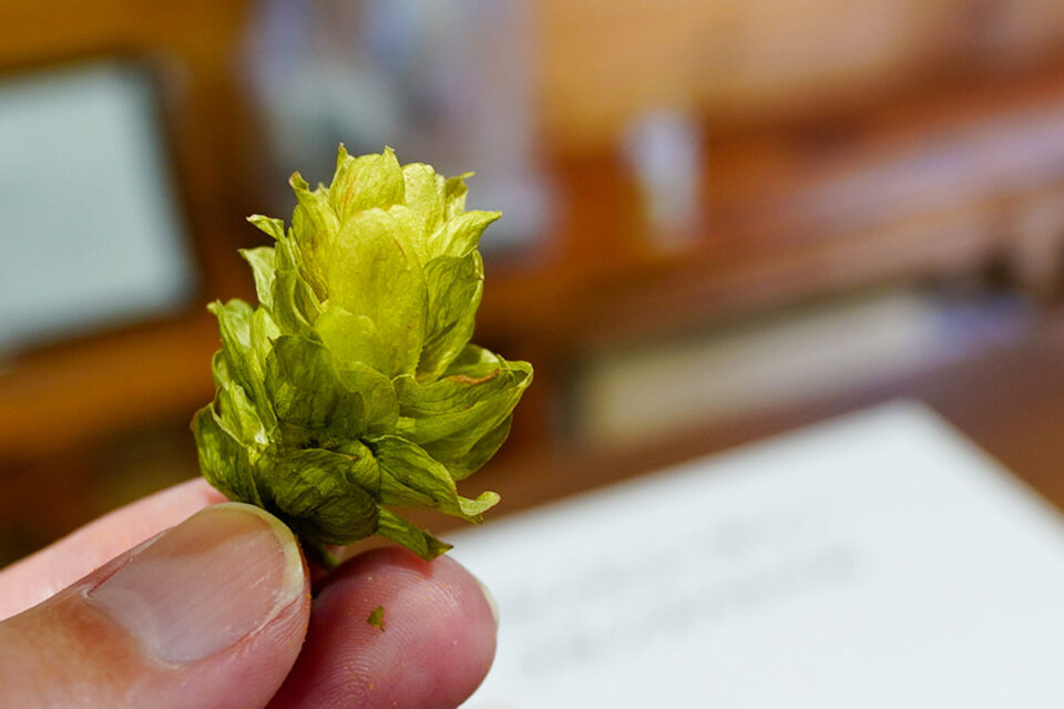 一杯のビールは畑から生まれる。上富良野で『サッポロ クラシック』の故郷を訪ねた【北海道取材#3】 – Syupo [シュポ]