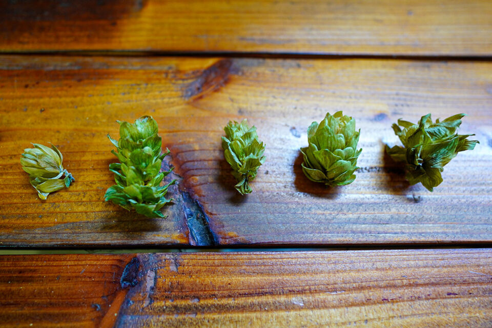 一杯のビールは畑から生まれる。上富良野で『サッポロ クラシック』の故郷を訪ねた【北海道取材#3】 – Syupo [シュポ]