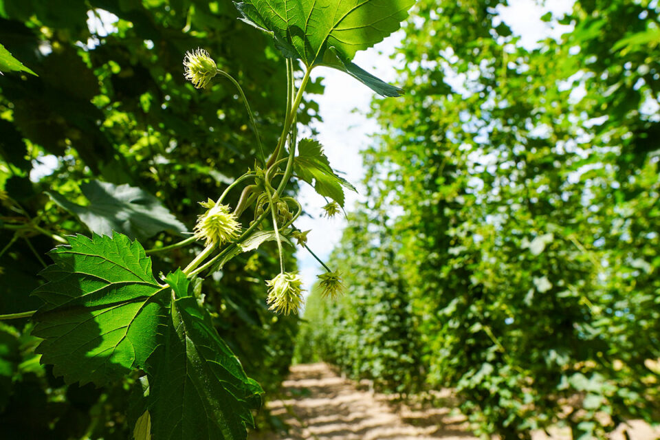 一杯のビールは畑から生まれる。上富良野で『サッポロ クラシック』の故郷を訪ねた【北海道取材#3】 – Syupo [シュポ]