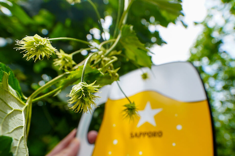 一杯のビールは畑から生まれる。上富良野で『サッポロ クラシック』の故郷を訪ねた【北海道取材#3】 – Syupo [シュポ]